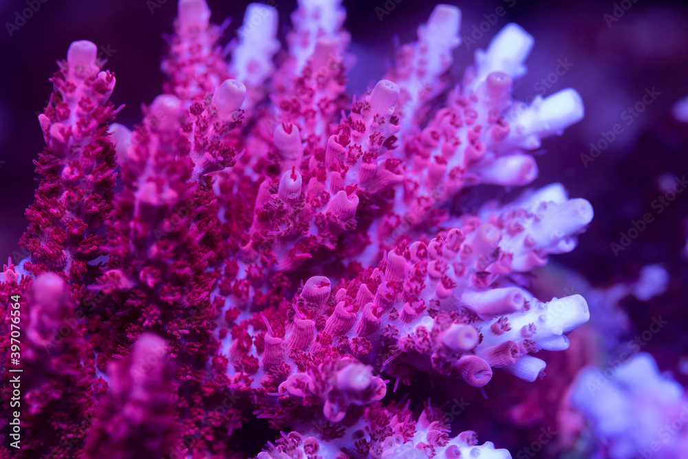 Tabling Acropora Aquarium