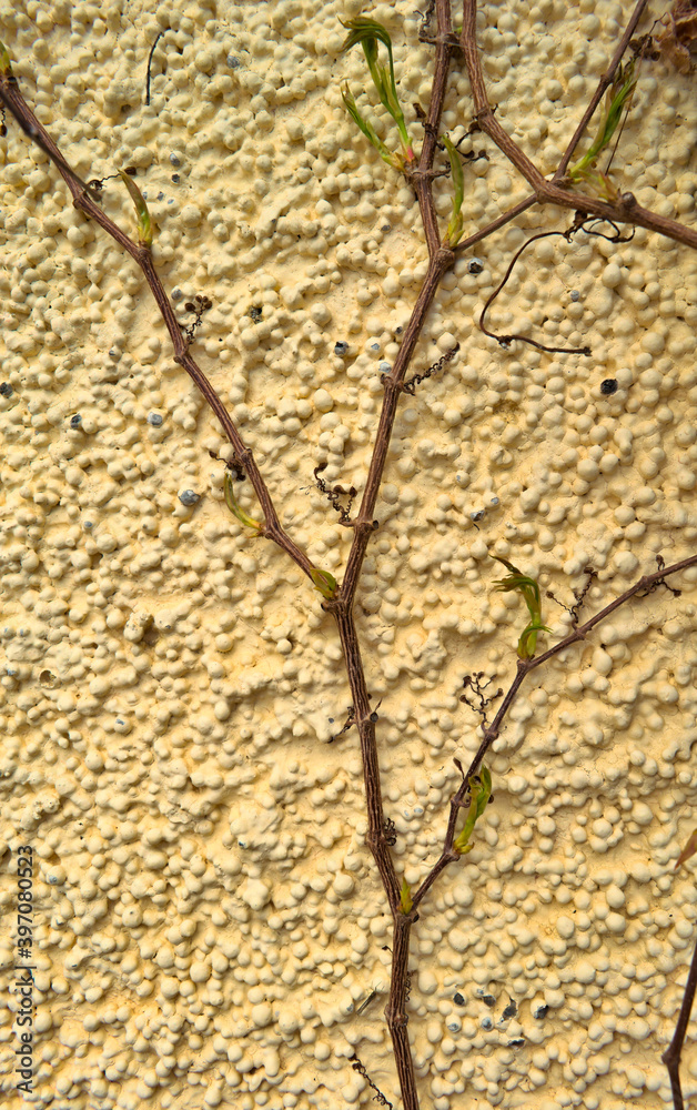 Rama de planta de enredadera en la pared beis, con brotes de hojas ...