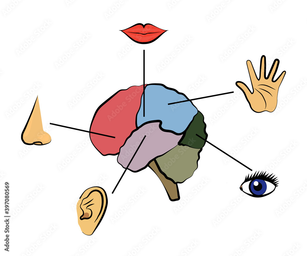 Human sense organs on a white background. Symbol. Vector illustration ...