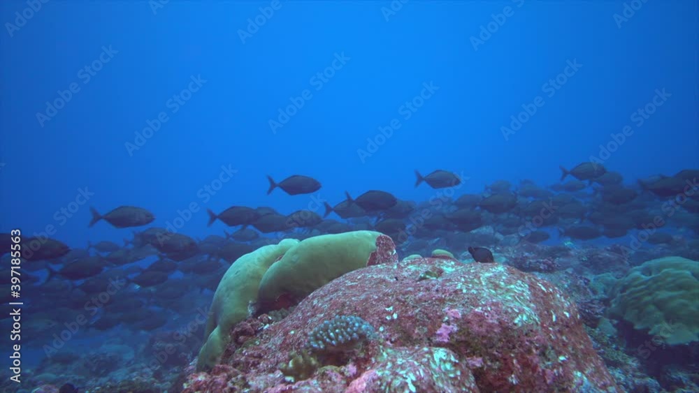 School of tuna tunny fish on the blue background of the sea under water ...