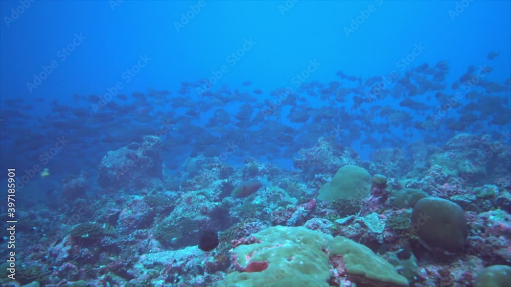 Vidéo Stock School of tuna tunny fish on the blue background of the sea ...