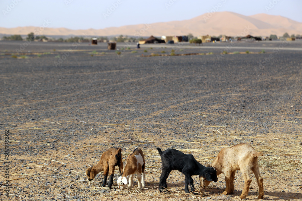 Young goats at a Berber nomad camp in the Sahara Desert in Morocco ...