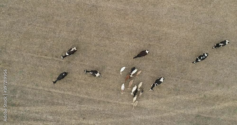 4k top down view of cows herd grazing on pasture field. Cows and calves ...