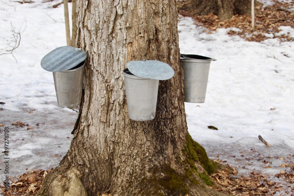maple syrup tree with catch containers Stock Photo | Adobe Stock