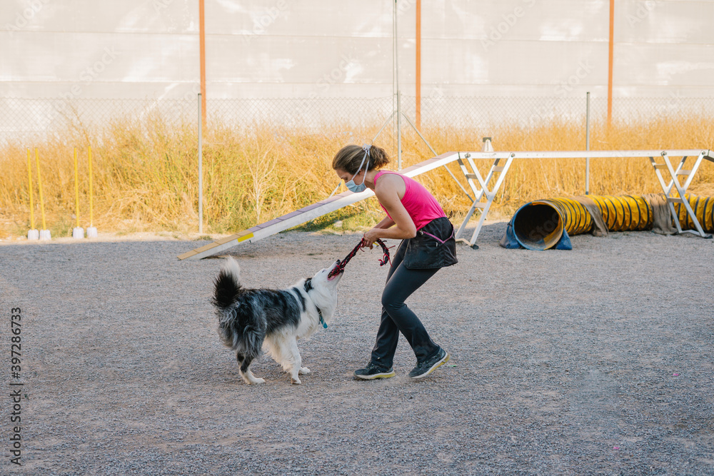 Border Collie dog pulling rope from hand of female instructor during ...