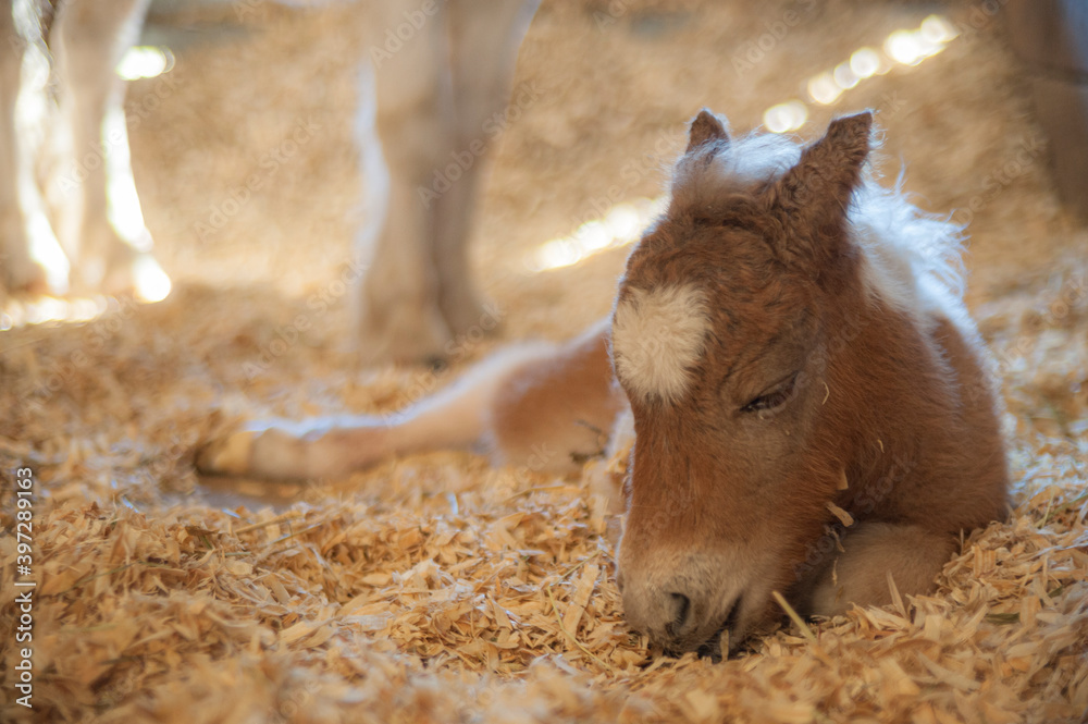 Newborn Mini Horse