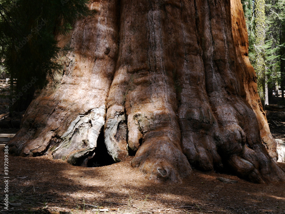 Trunk of the General Sherman Tree, the largest tree in the world, Giant ...