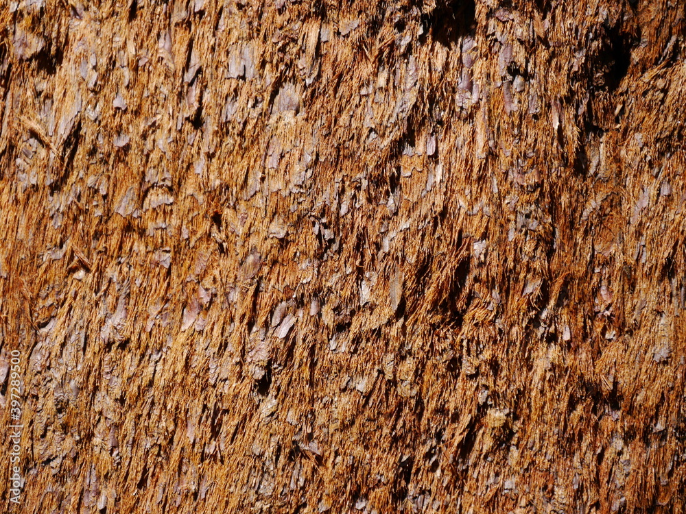 Foto de Bark of the General Sherman Tree, the largest tree in the world ...
