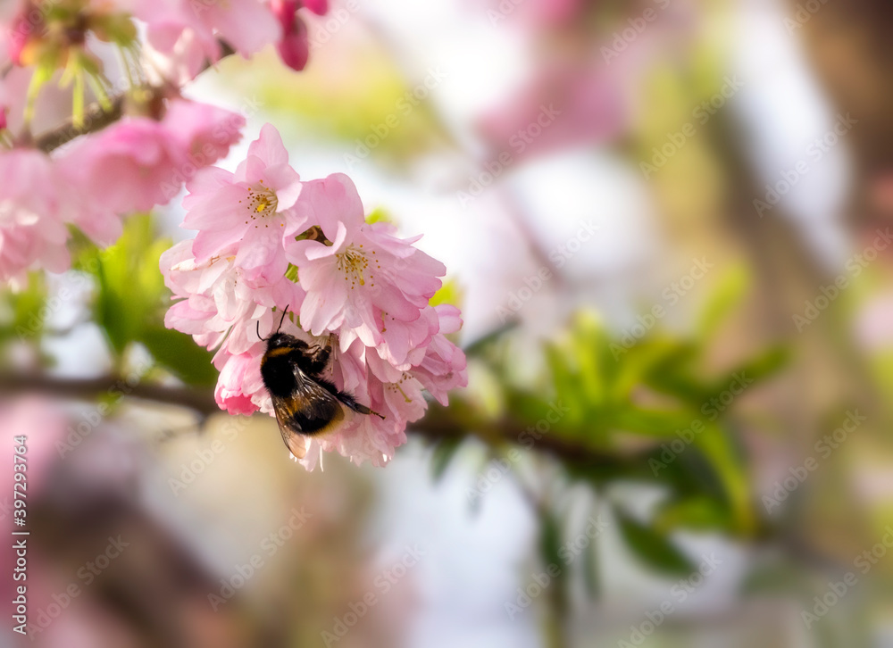 Poster Bee on a japanese cherry tree, bee on pink flower, cherry ...