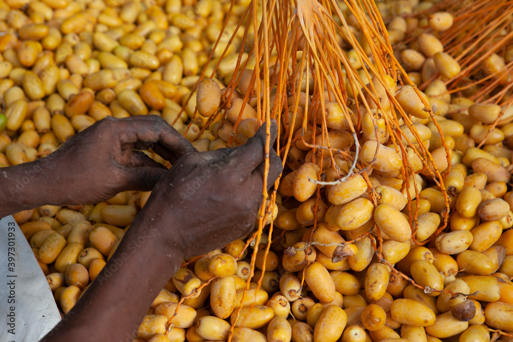 The date palm tree is famous for the Arab region, especially in the ...