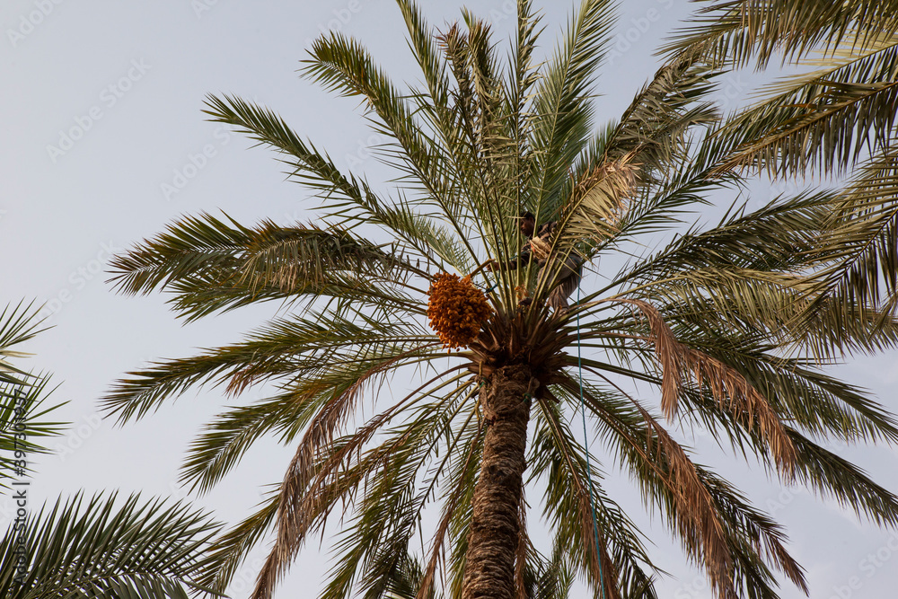The date palm tree is famous for the Arab region, especially in the ...