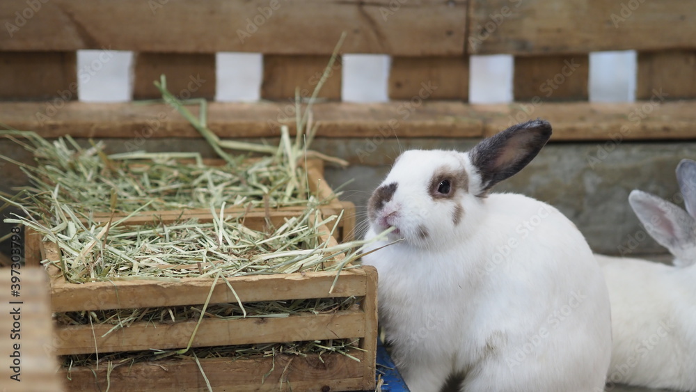 White color rabbit or bunny sitting and playing on cement floor in ...
