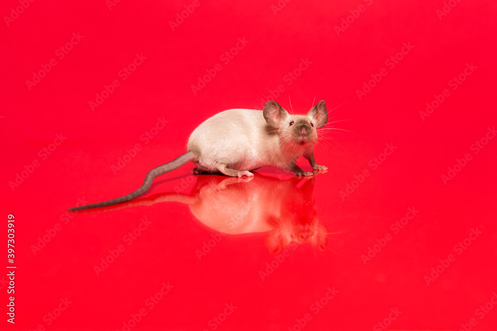 Cute tame house mouse seen from the side looking up on a red background ...