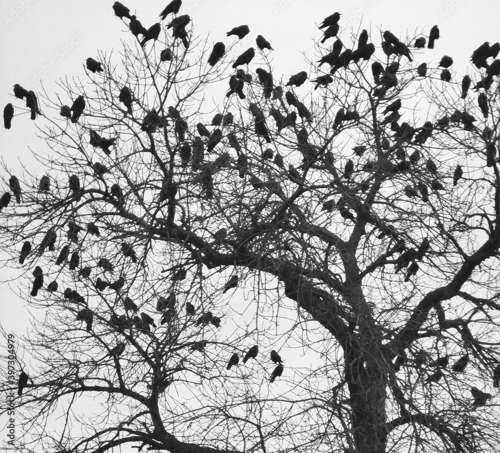 Crows in trees, darkness, birds. Crows nest, Big black bird crowd ...