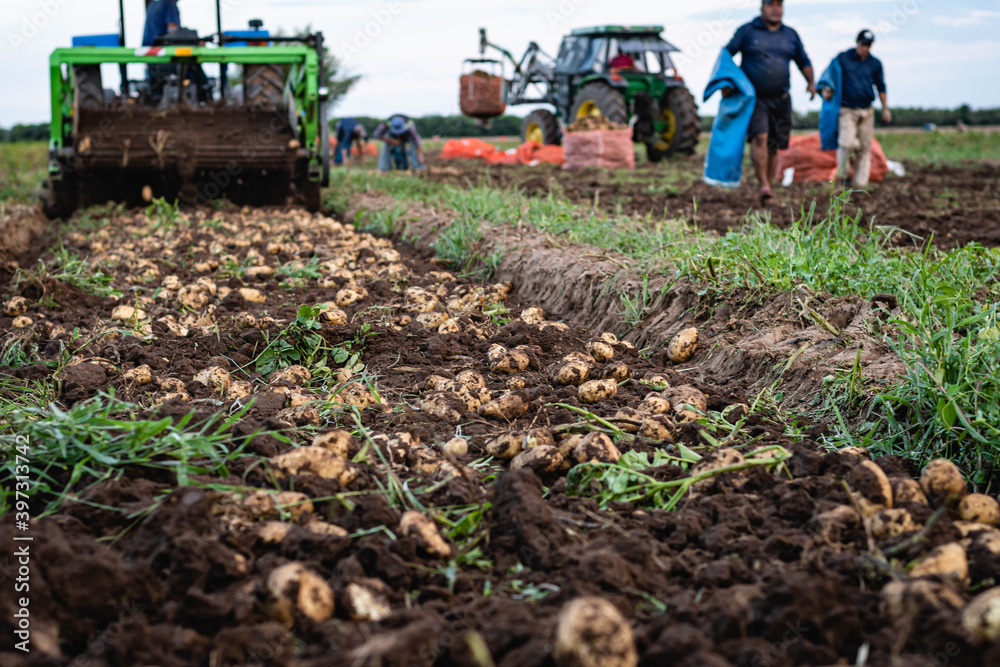 cosecha de papa en campo con tractor y trabajadores golondrinas cordoba ...