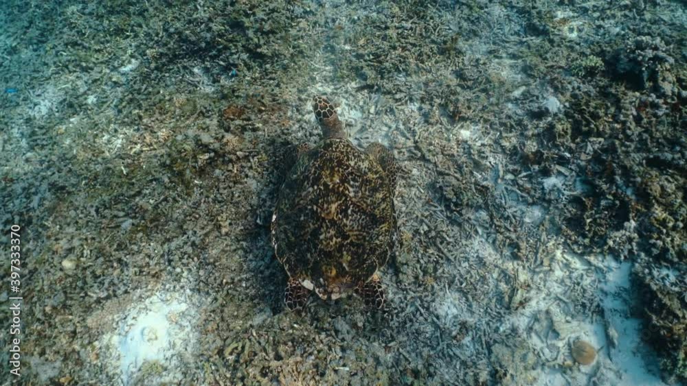 Sea turtle swimming at bottom of sea on coral reefs. Green tropical ...