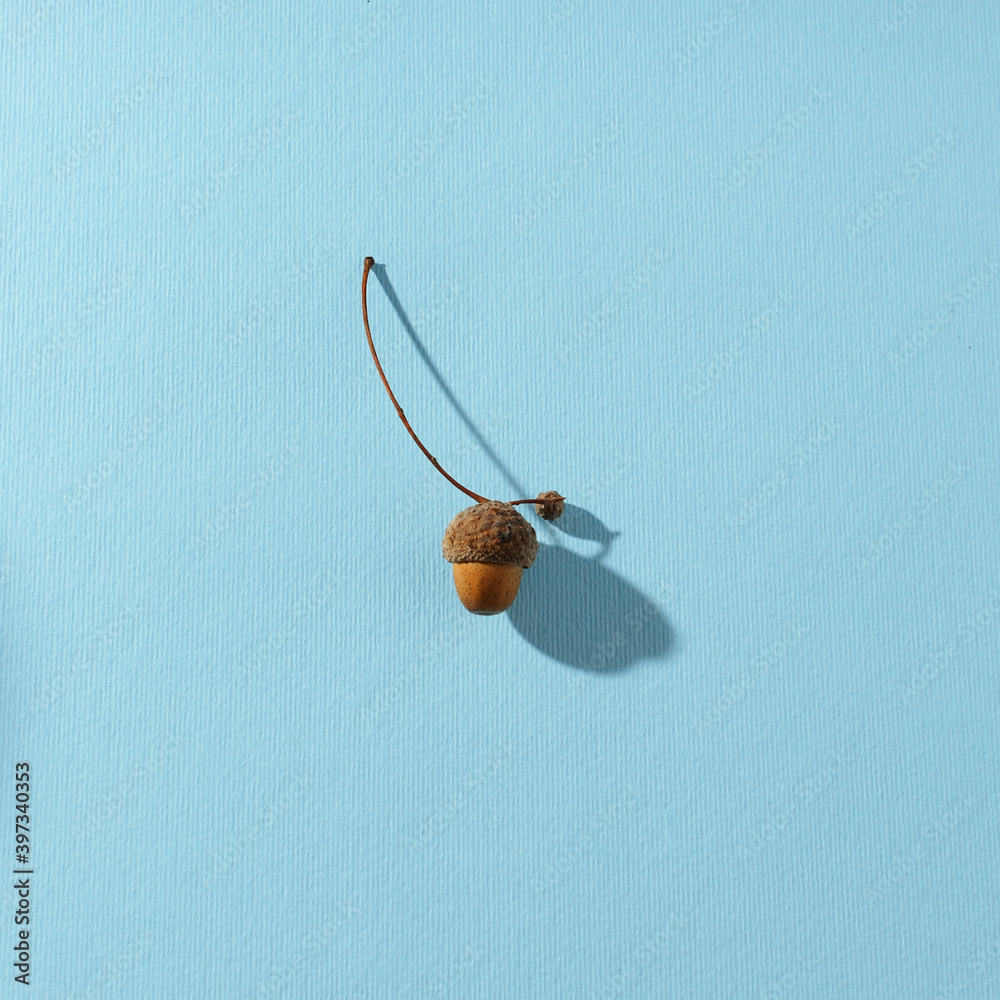 An Acorn with shadow on the blue background. The fruit of the oak tree ...