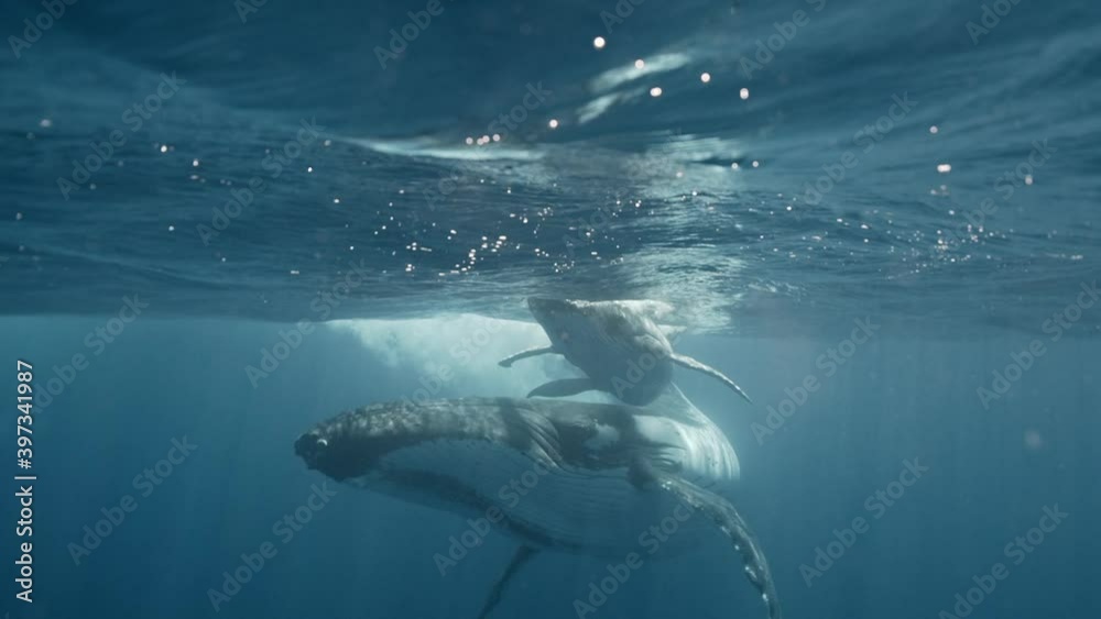 Close-up of family of whales swimming underwater. Humpback whales ...