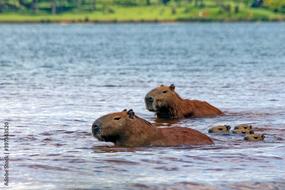 Capybaras pups follow their parents inside Lake Paranoá in Brasilia ...