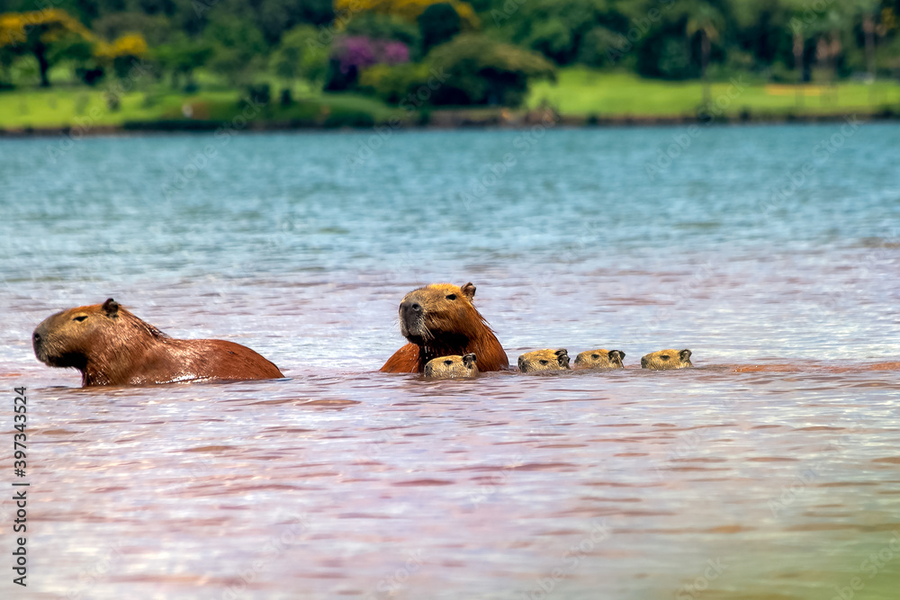 Capybaras chicks swimming with their parents at Paranoá Lake in ...