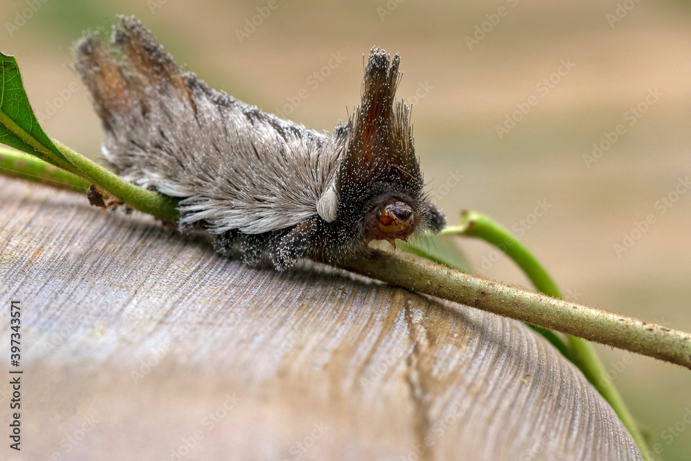 An exotic Stinging caterpillars found in the midwest region of Brazil ...