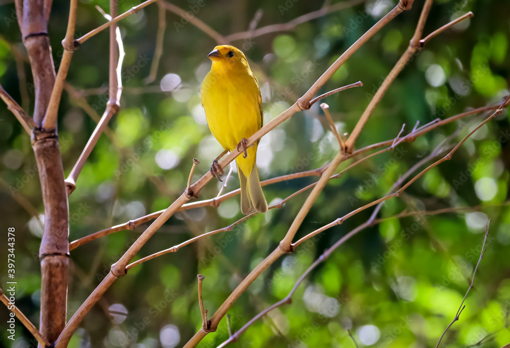 A Saffron Finch also known as Canario is a yellow bird typical of the ...