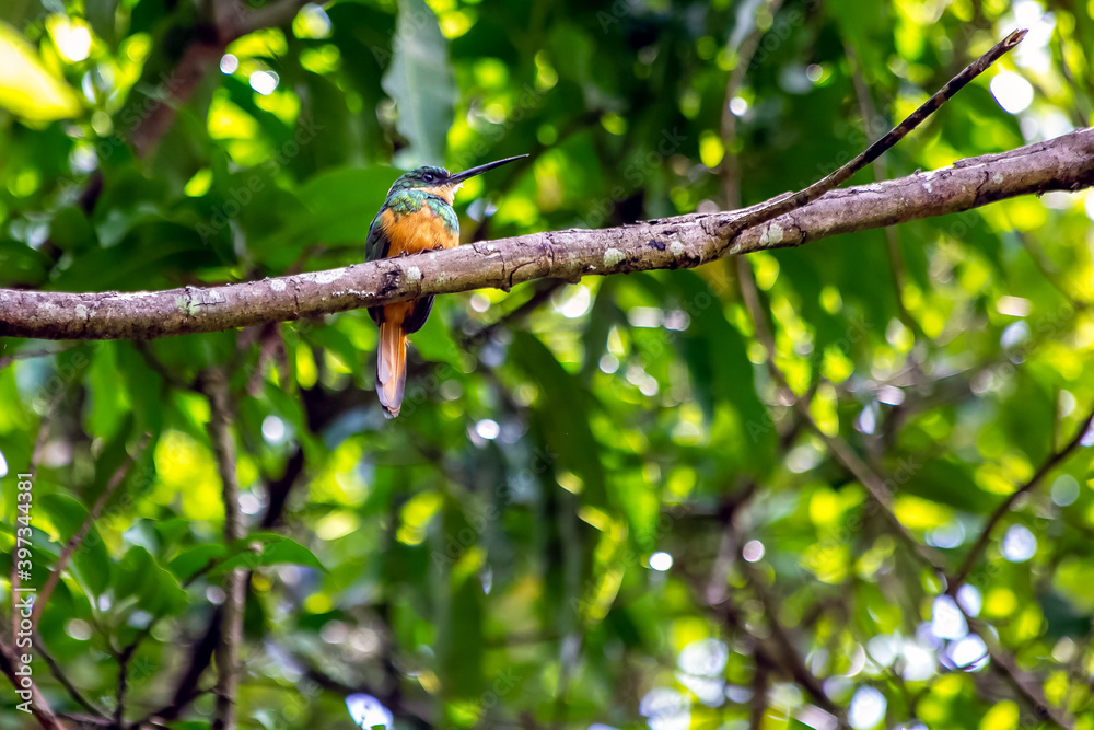 The Rufous-tailed Jacamar is a bird from the New World, found in the ...