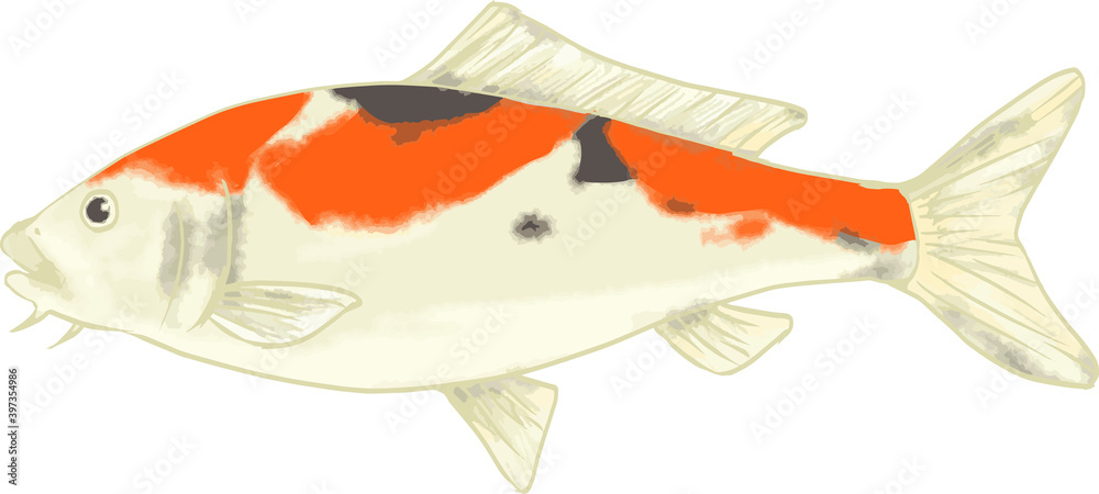 手書きの鯉のイラスト 素材庫向量圖 Adobe Stock