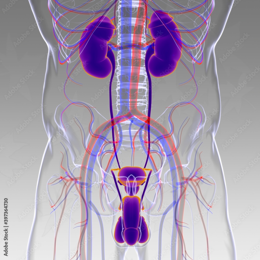 Male Reproductive System Anatomy For Medical Concept 3D Stock ...