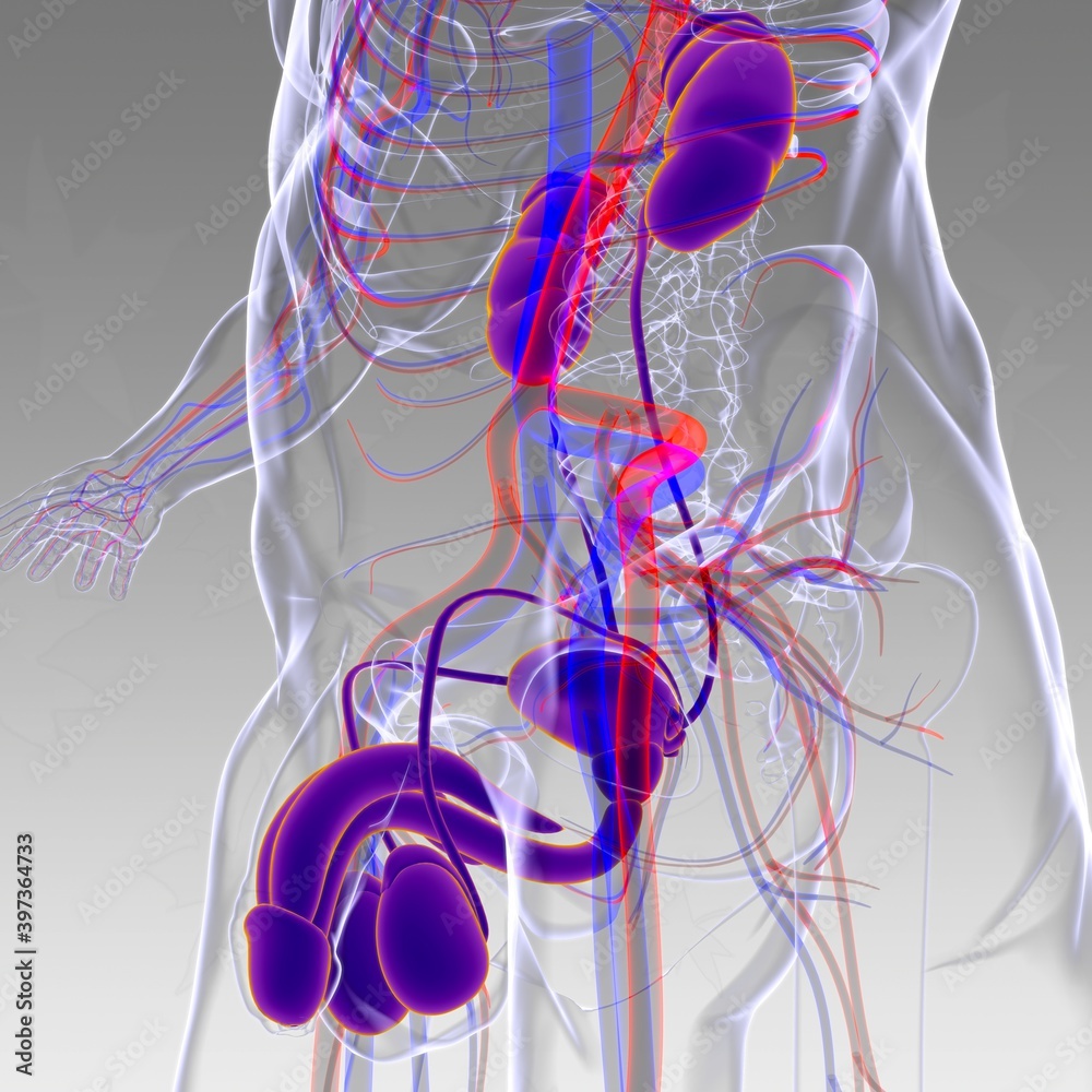 Male Reproductive System Anatomy For Medical Concept 3D Rendering Stock ...