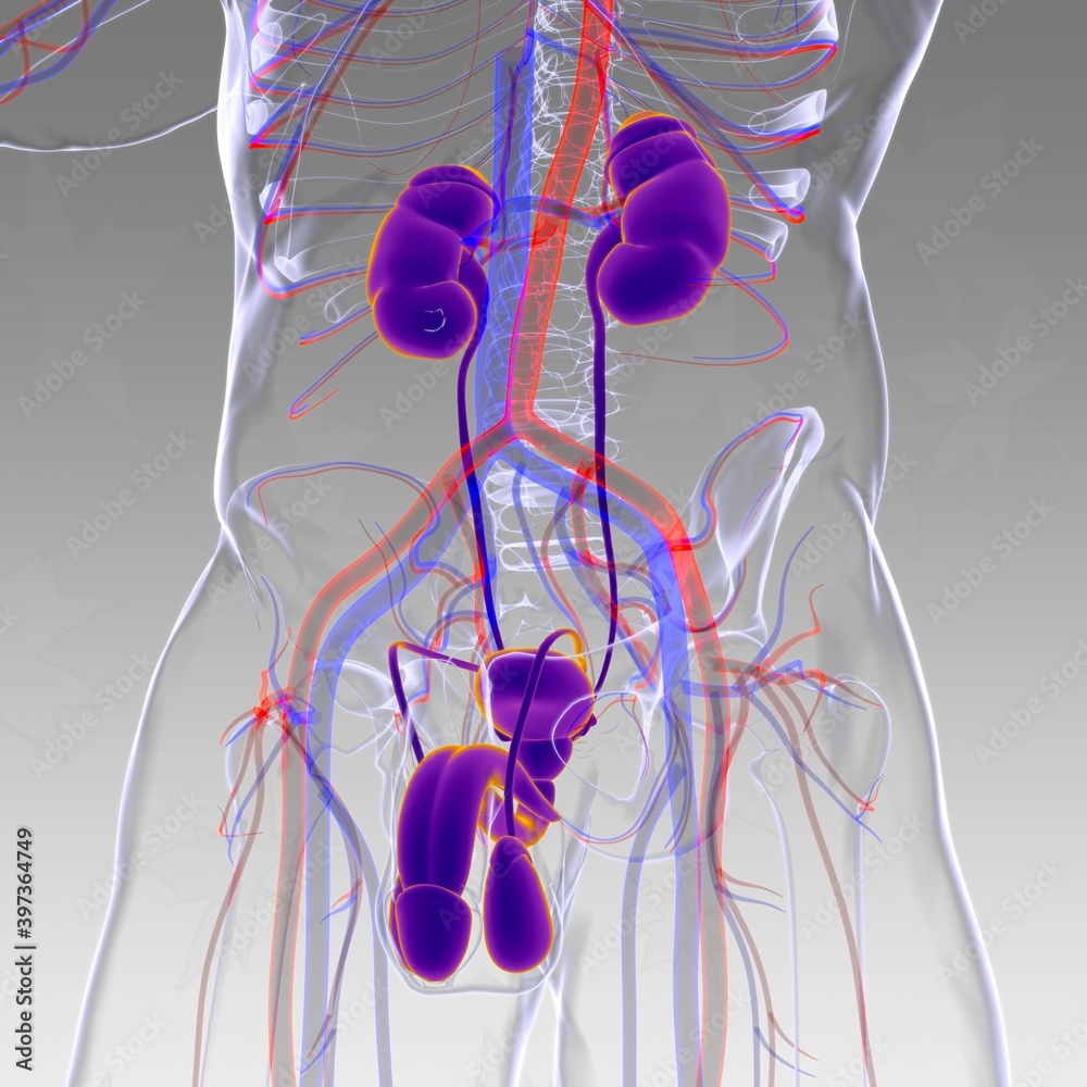 Male Reproductive System Anatomy For Medical Concept 3D Rendering Stock ...