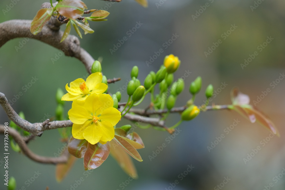 The best stock of apricot blossom (Ochna Integerrima). Royalty high ...