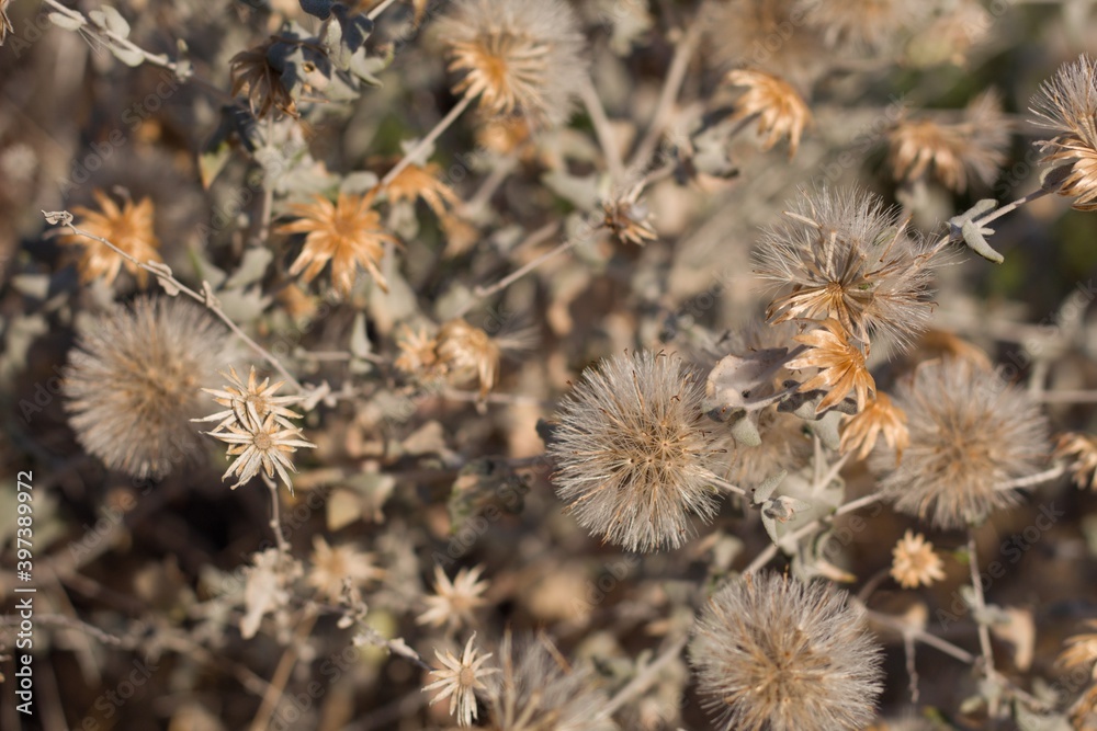 Mature white trichomatic pappus fruit of Wooly Brickellbush, Brickellia ...