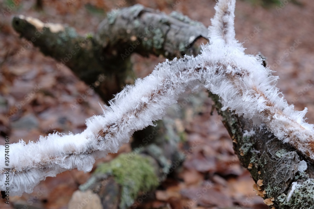 An unusual natural phenomenon - mysterious hair ice on wood looks like ...