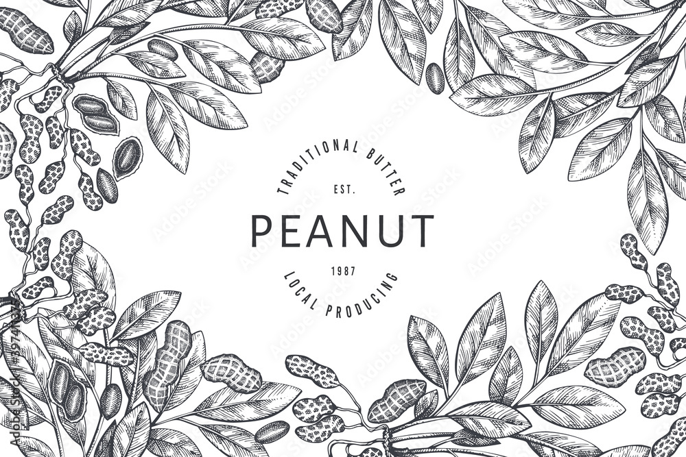 Hand drawn peanut branch and kernels design template. Organic food ...