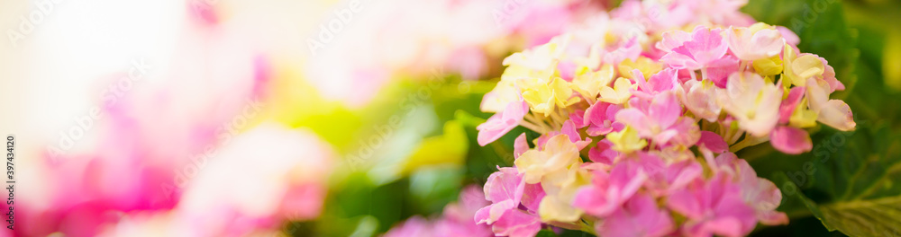 Nature of flower in garden using as cover page background natural flora ...