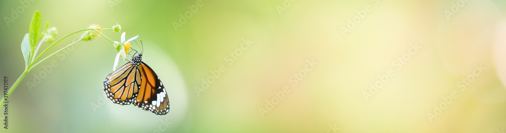 Nature of butterfly and flower in garden using as background ...