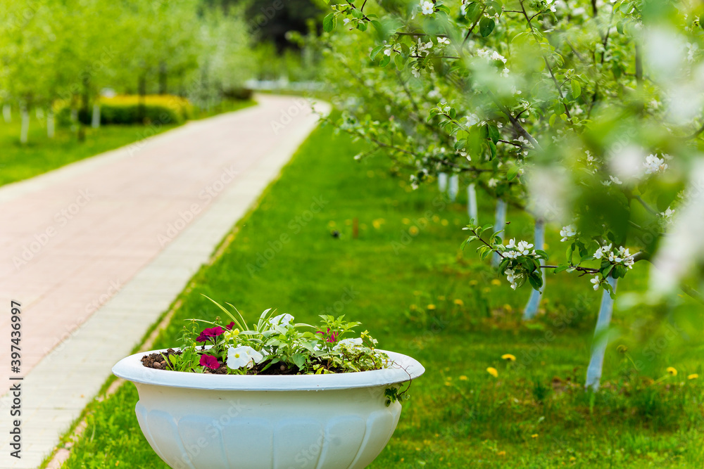 Beautiful spring garden alley view with flowerbed. Stock Photo | Adobe ...
