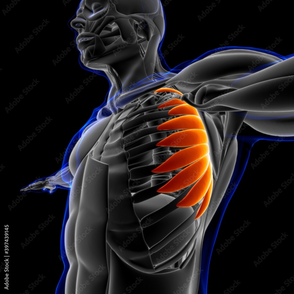 Serratus Anterior Muscle Anatomy For Medical Concept 3D Illustration ...