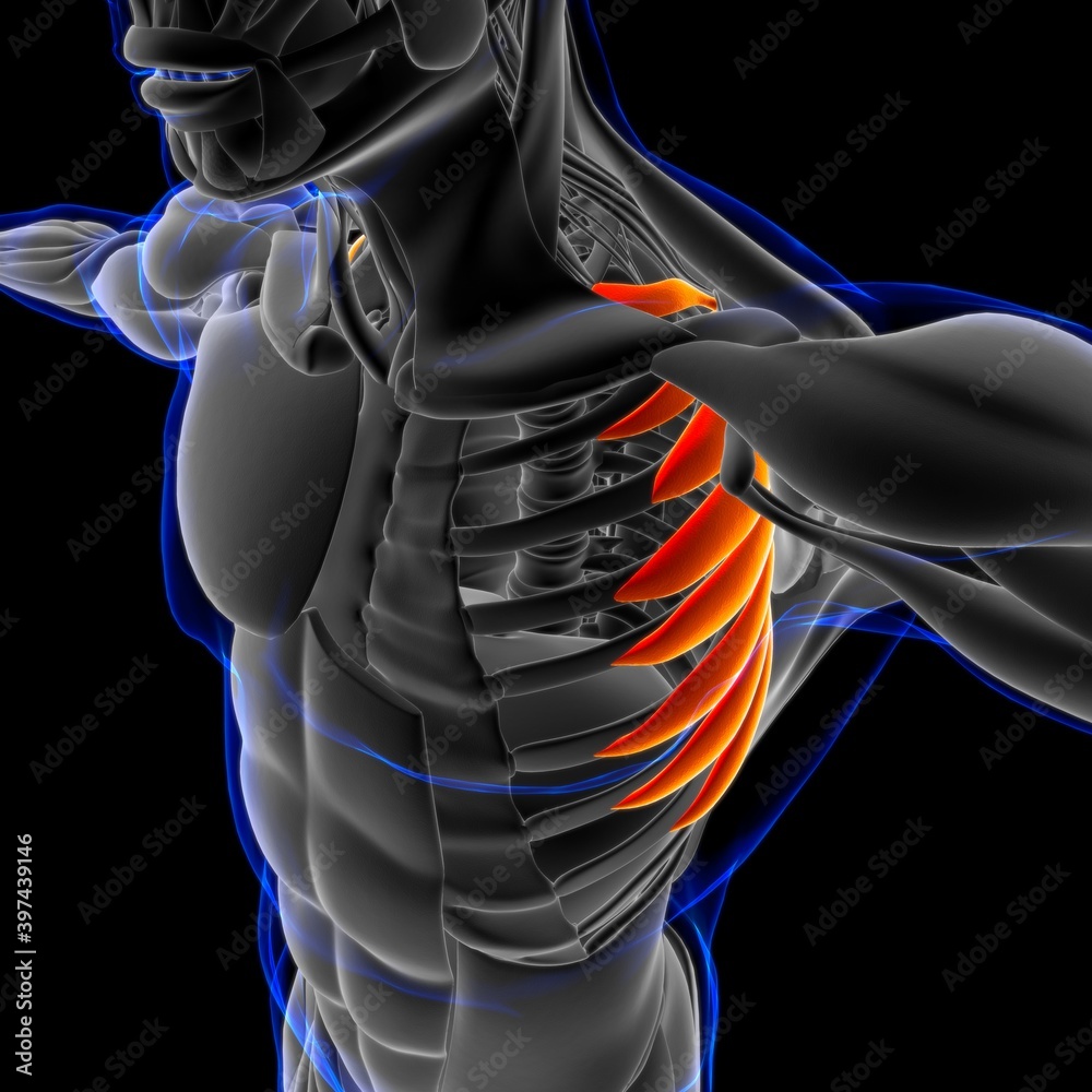 Serratus Anterior Muscle Anatomy For Medical Concept 3D Illustration ...