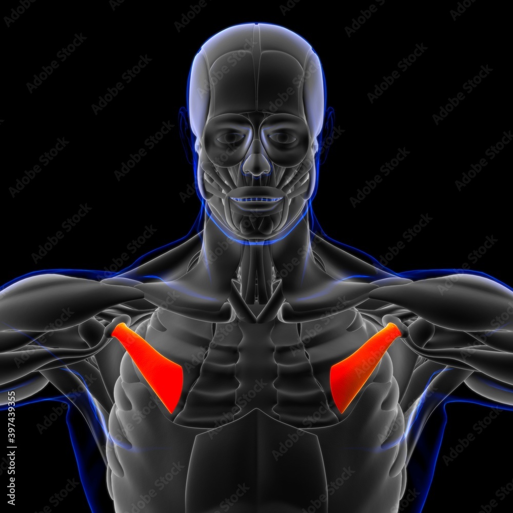 Pectoralis Minor Muscle Anatomy For Medical Concept 3D Illustration ...