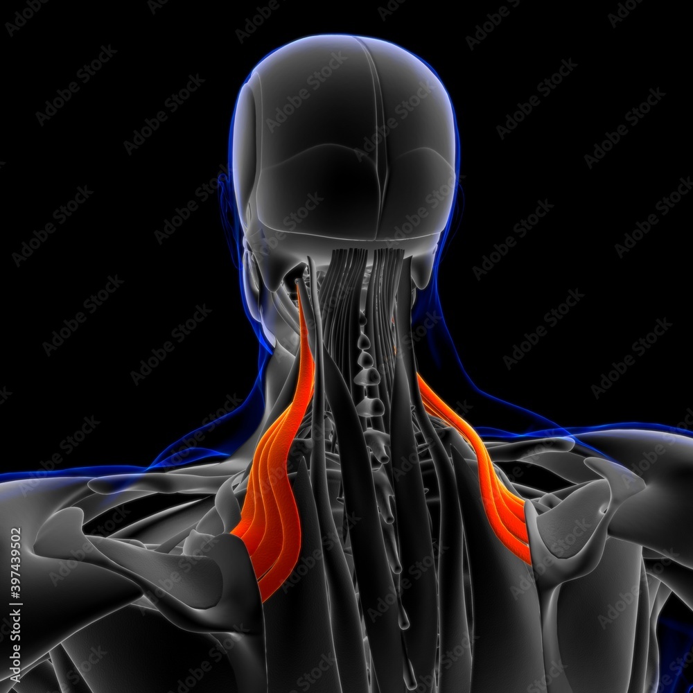 Levator Scapulae Muscle Anatomy For Medical Concept 3D Illustration ...