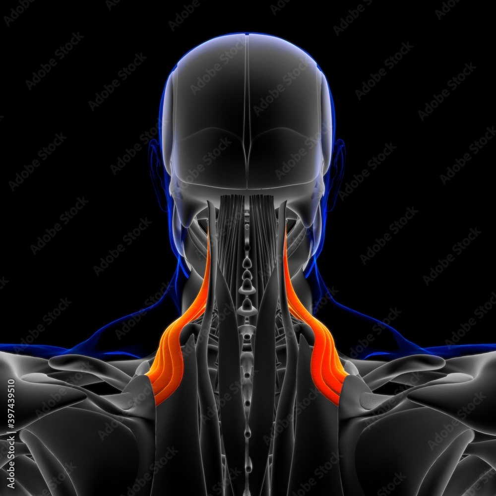 Levator Scapulae Muscle Anatomy For Medical Concept 3D Illustration ...