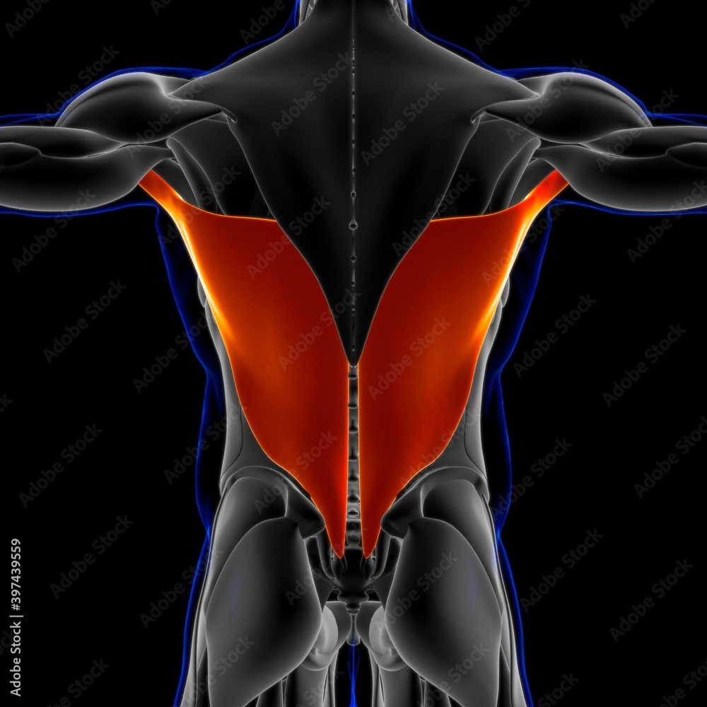 Latissim Muscle Anatomy For Medical Concept 3D Illustration Stock ...