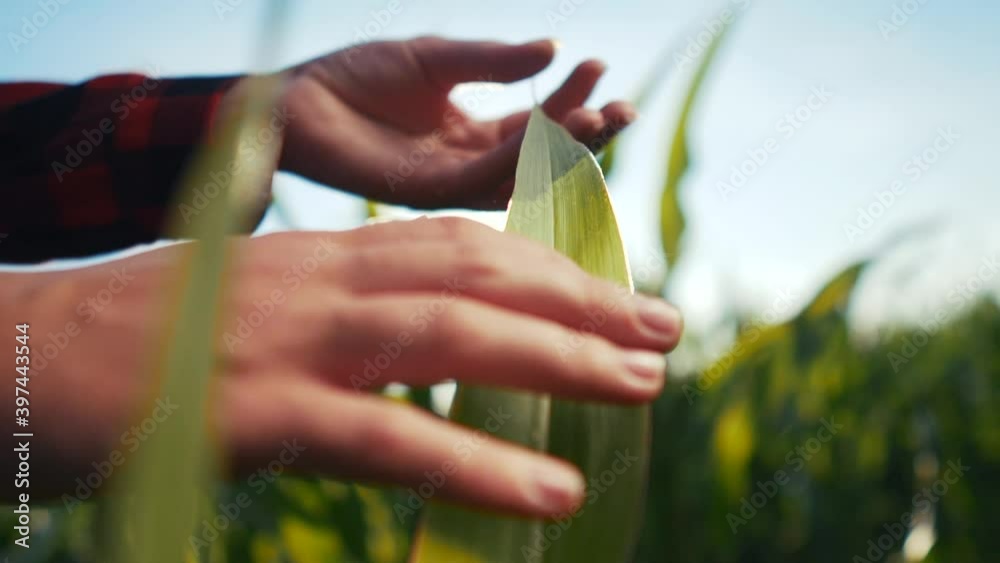 Vidéo Stock agriculture corn. environmental protection. girl farmer a ...