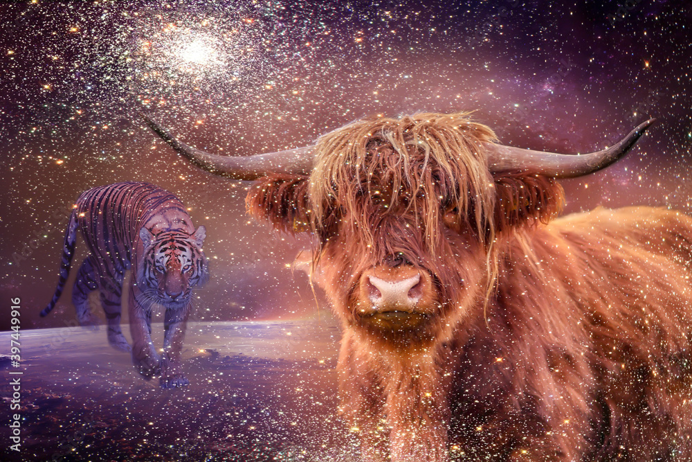 Scottish highland cow with tiger horns Stock Photo | Adobe Stock