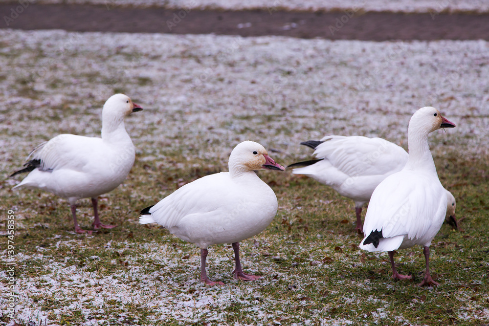 Lesser white-morph snow goose standing in profile with other birds in ...