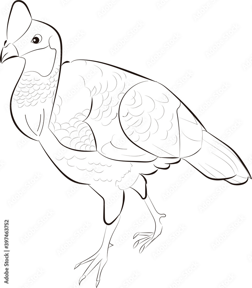 pavo Paujil ilustración de Stock | Adobe Stock