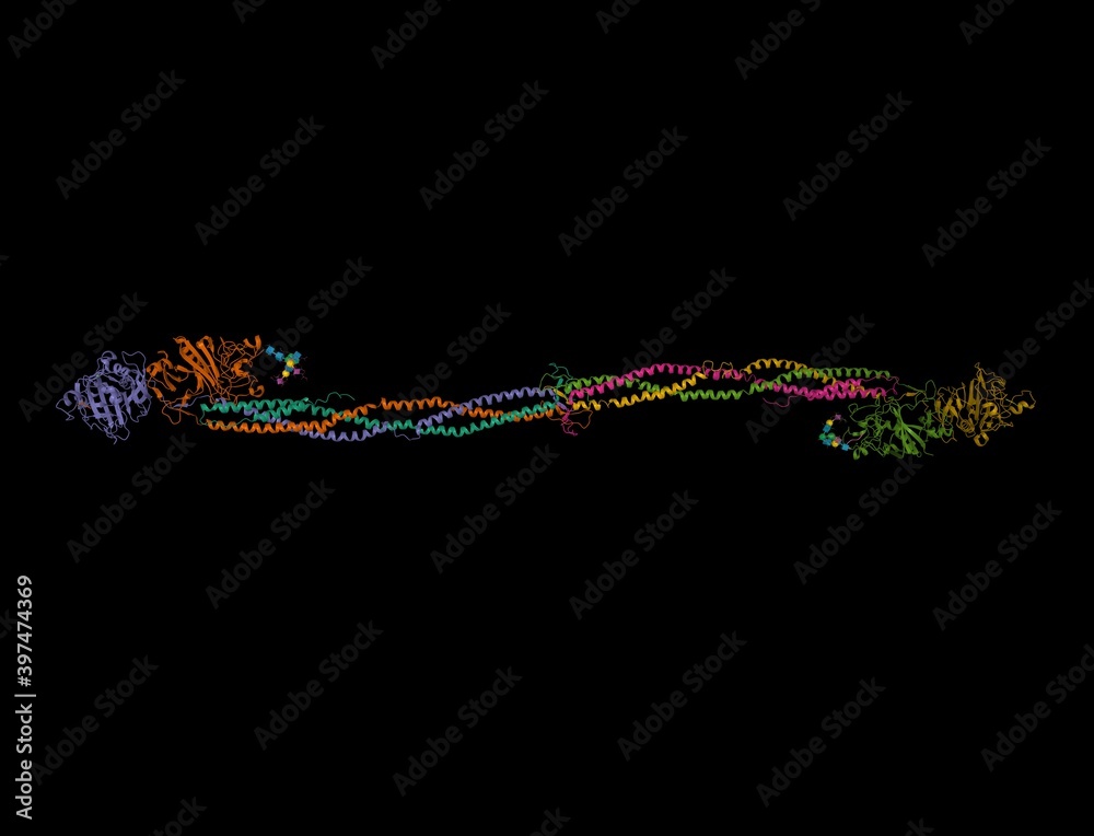 Crystal structure of human fibrinogen, 3D cartoon model isolated, black ...