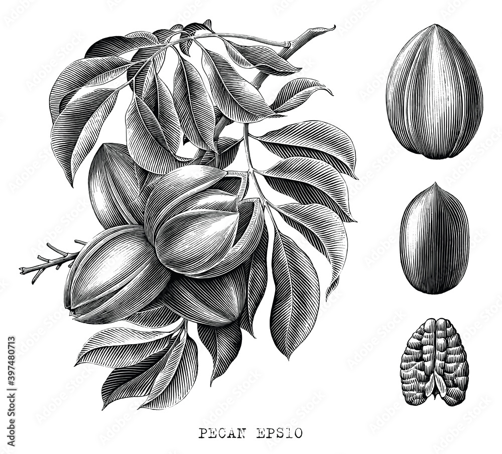 Pecan Clip Art